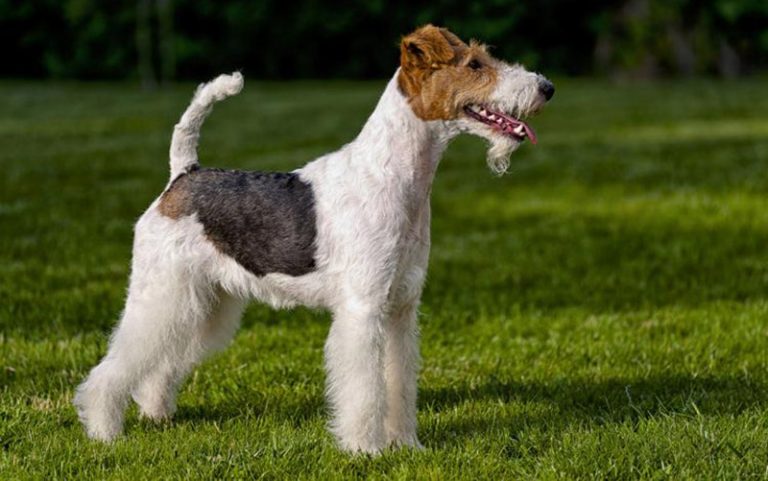 FOX TERRIER DE PELO DURO – TOTÓPET